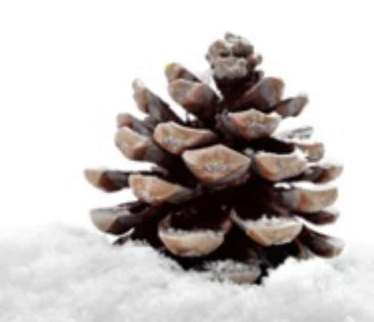 Activities - North American Forest Foundation