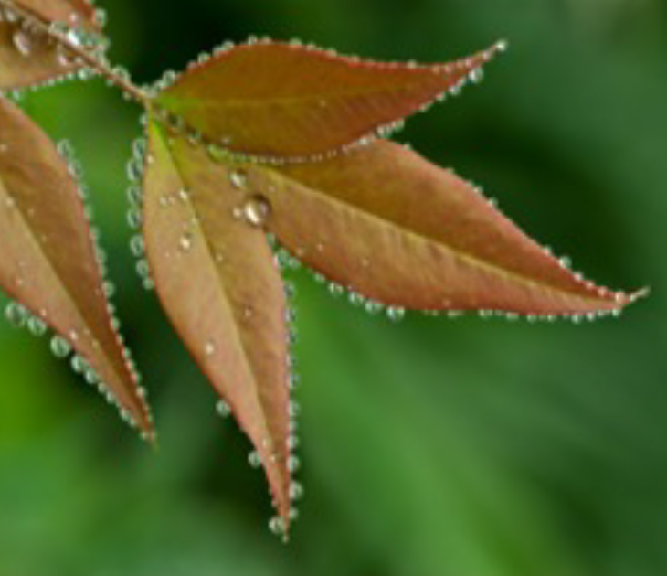 Activities - North American Forest Foundation